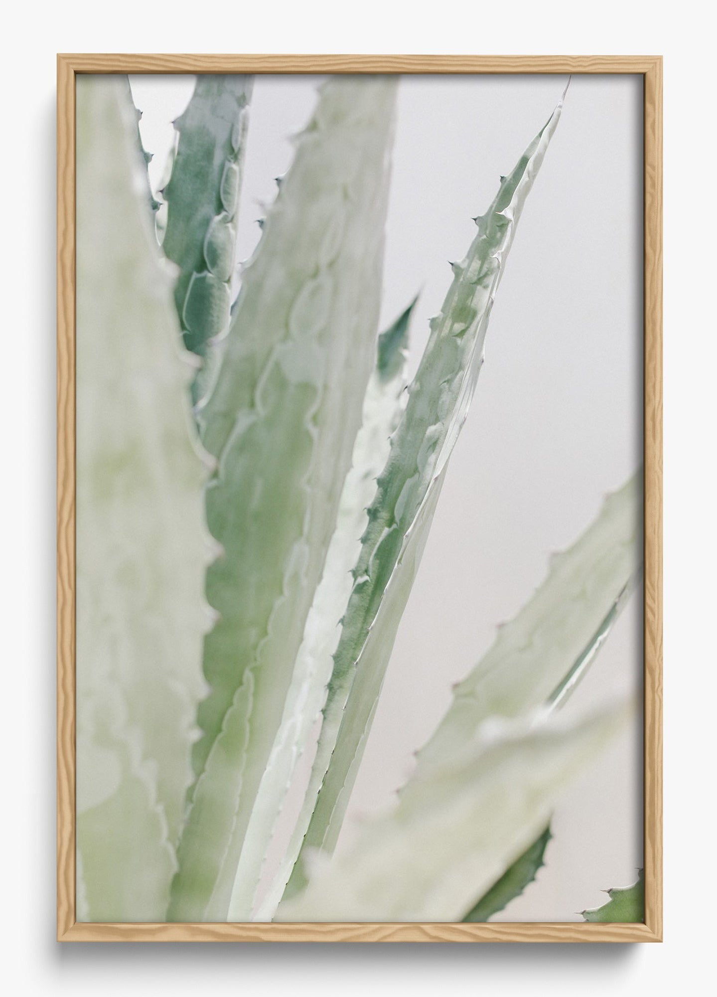 Aloe – H E L M + O A R