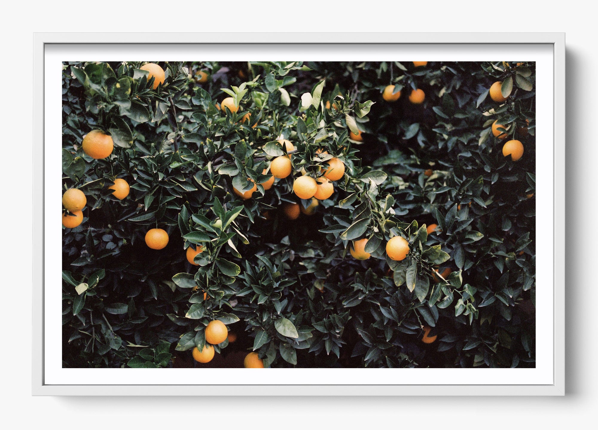 Oranges – H E L M + O A R