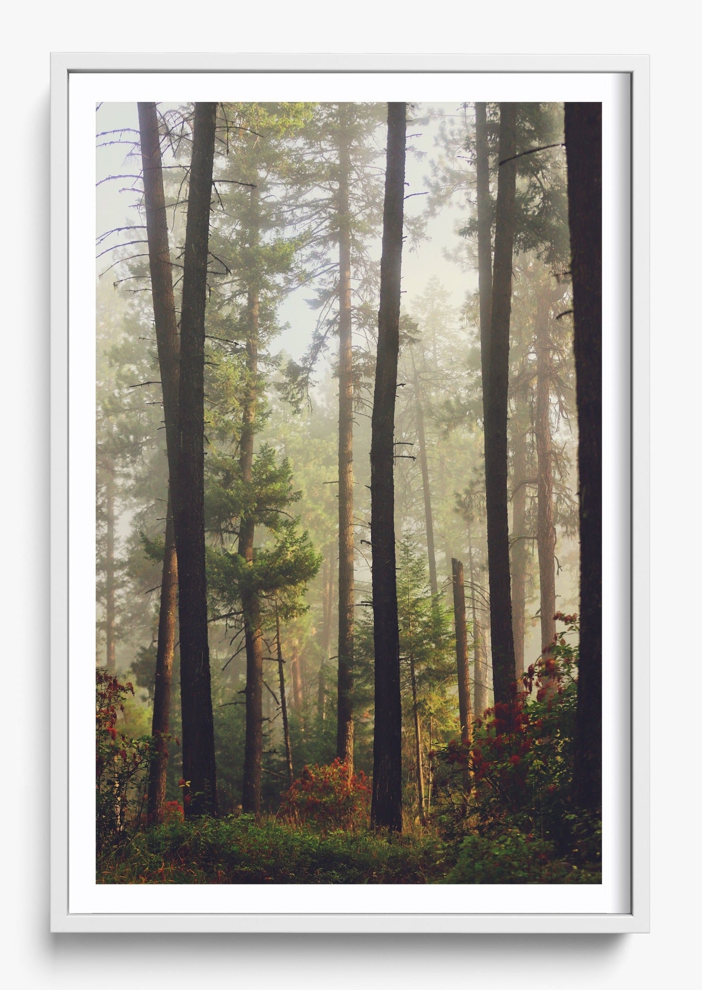 Canfield Mountain – H E L M + O A R